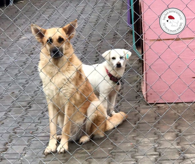 FlRRl6FXwAA9_FP – Dog Desk Animal Action CIC