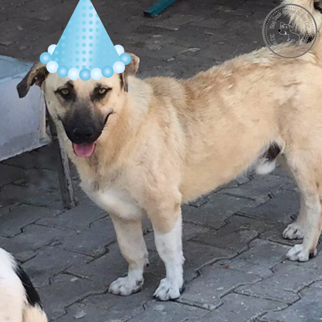 13-4 – Dog Desk Animal Action CIC