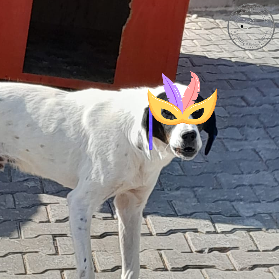 7-9 – Dog Desk Animal Action CIC