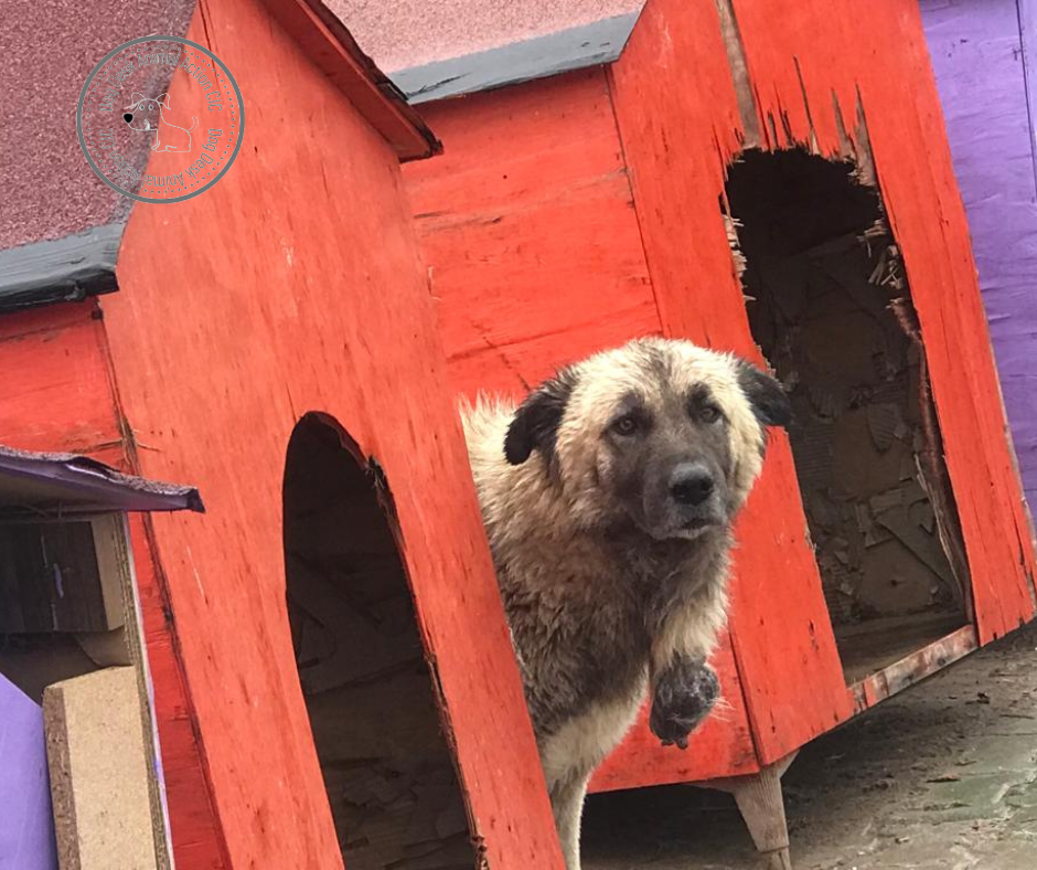 23 – Dog Desk Animal Action CIC