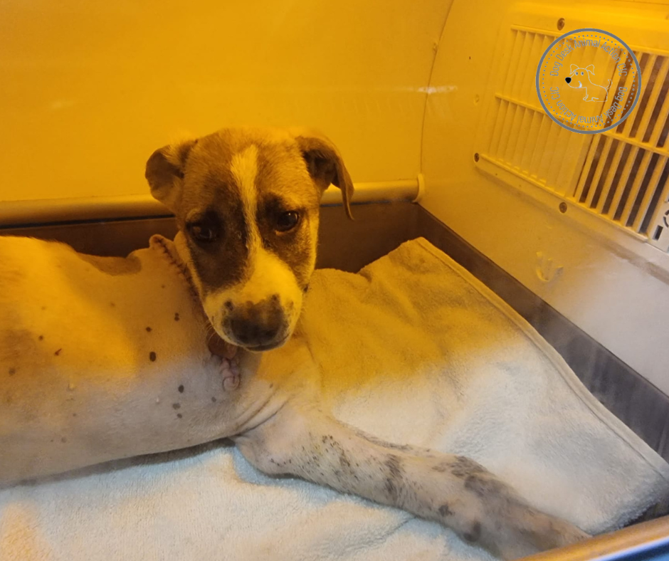 23 – Dog Desk Animal Action CIC