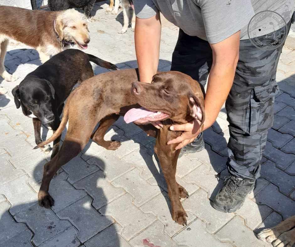 Shelter Project In Turkiye – Dog Desk Animal Action CIC