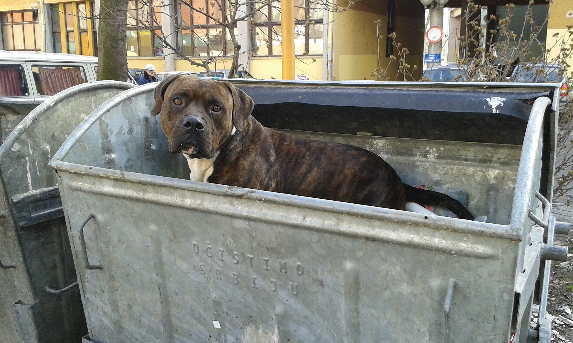 Dog_in_container – Dog Desk Animal Action CIC