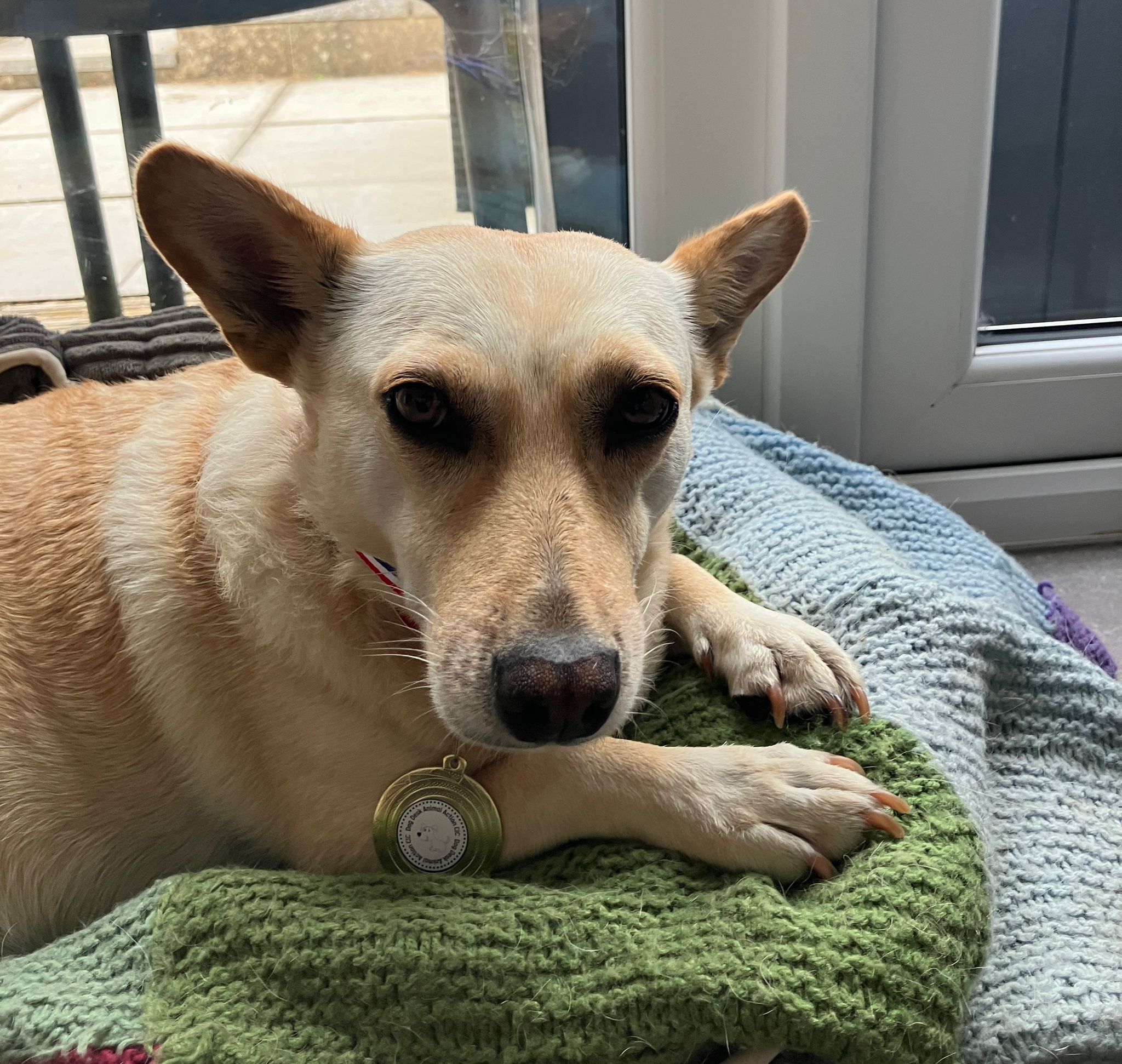 geniemedal – Dog Desk Animal Action CIC